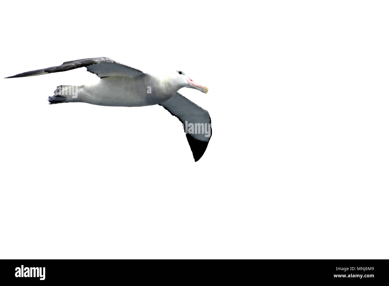 Flying Wandering Albatross, Snowy Albatross, White-Winged Albatross or ...