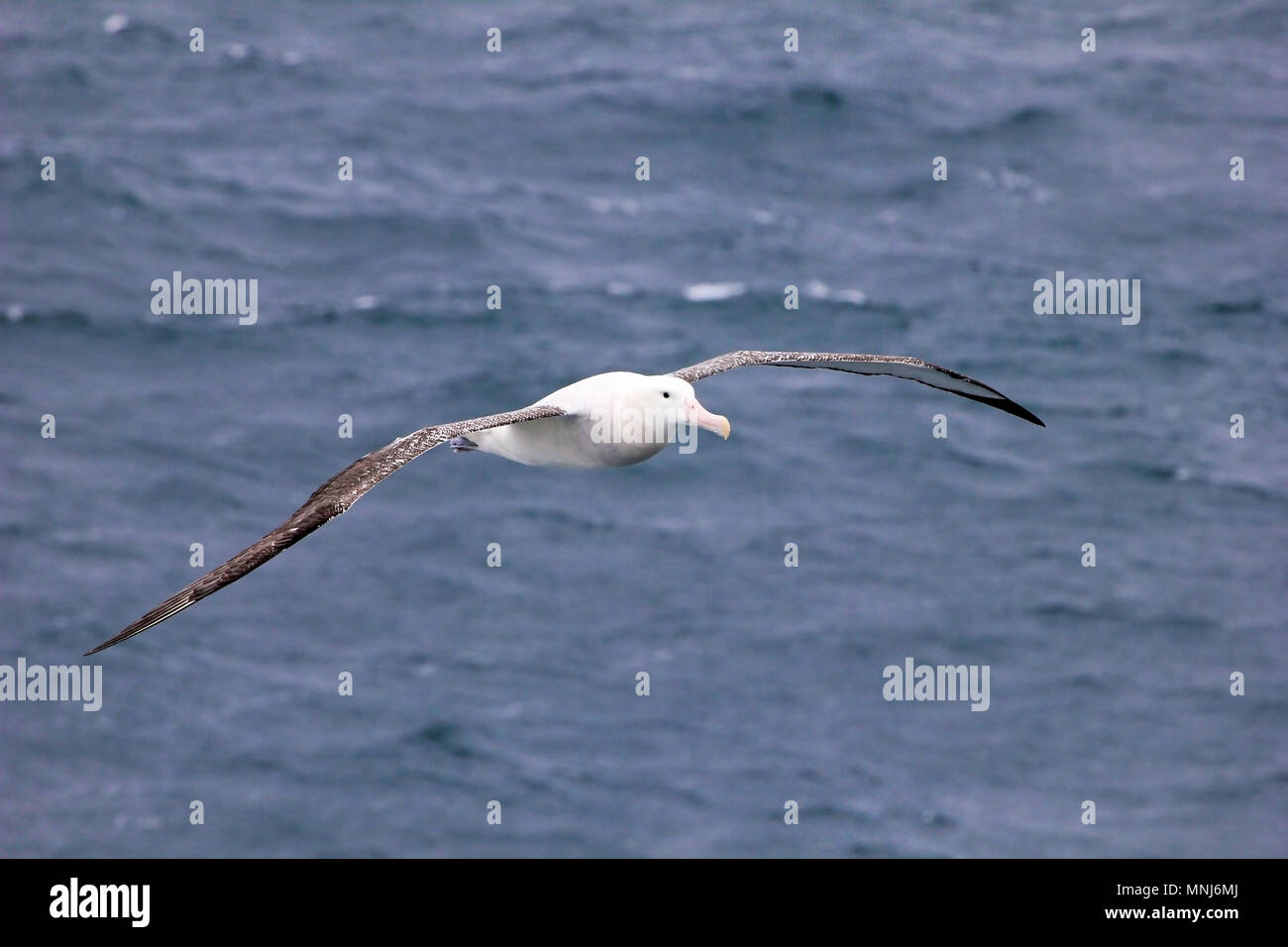 Flying Wandering Albatross, Snowy Albatross, White-Winged Albatross or ...