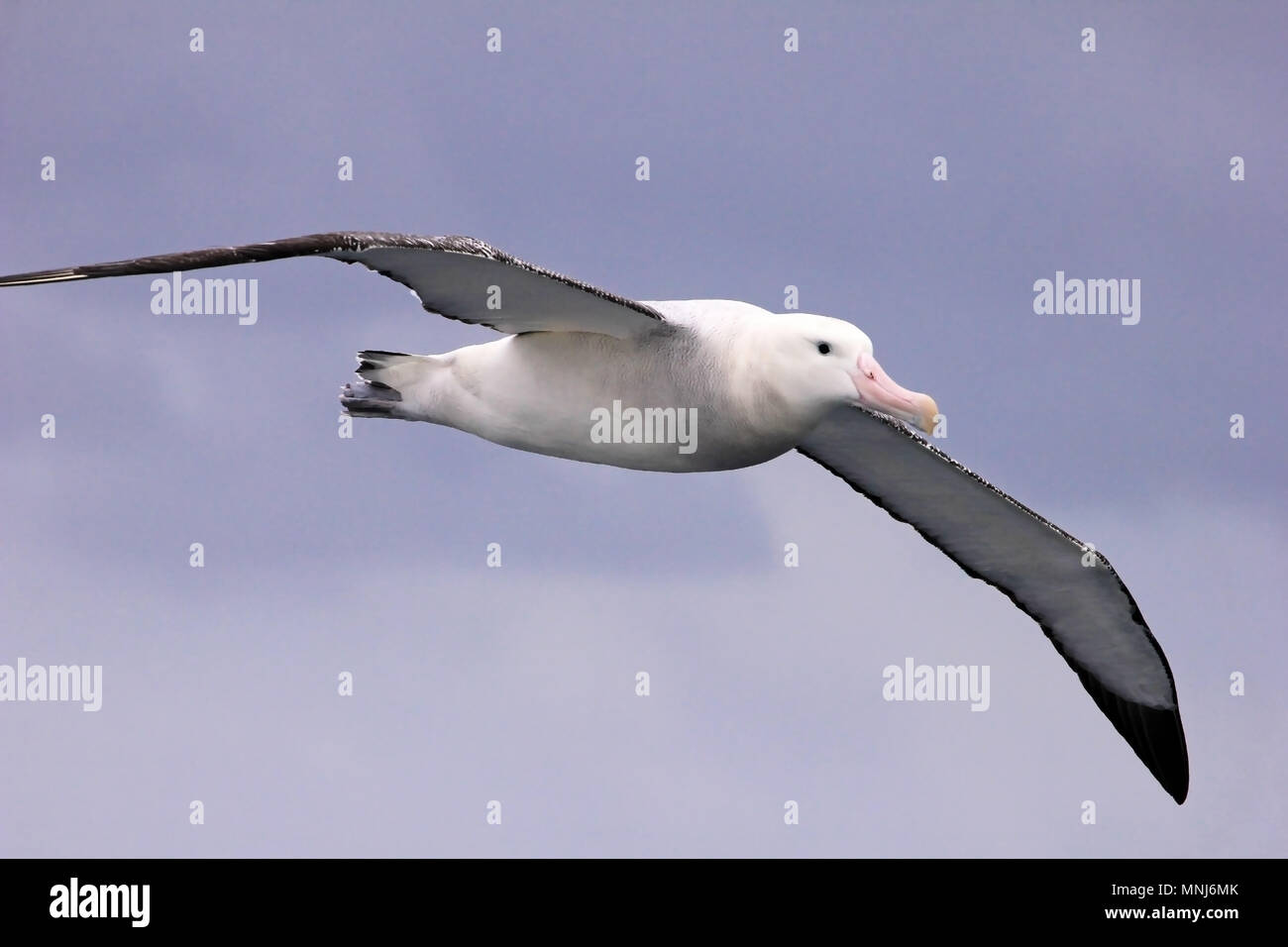 Flying Wandering Albatross, Snowy Albatross, White-Winged Albatross or ...