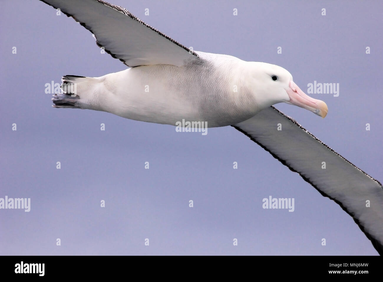 Largest Wandering Albatross Wingspan Stock Photos & Largest Wandering ...