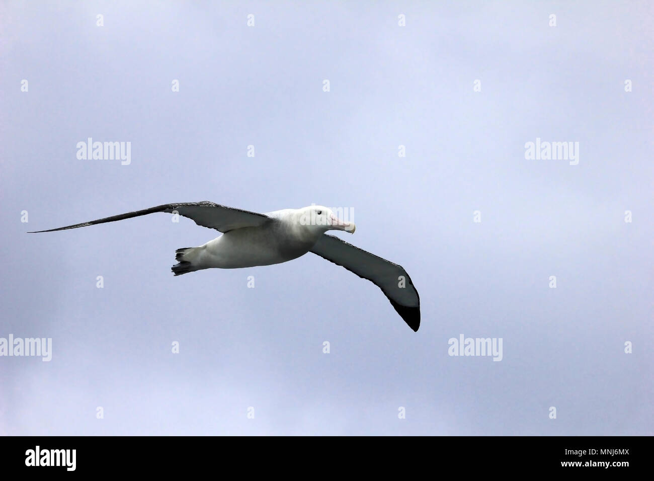 Flying Wandering Albatross, Snowy Albatross, White-Winged Albatross or ...