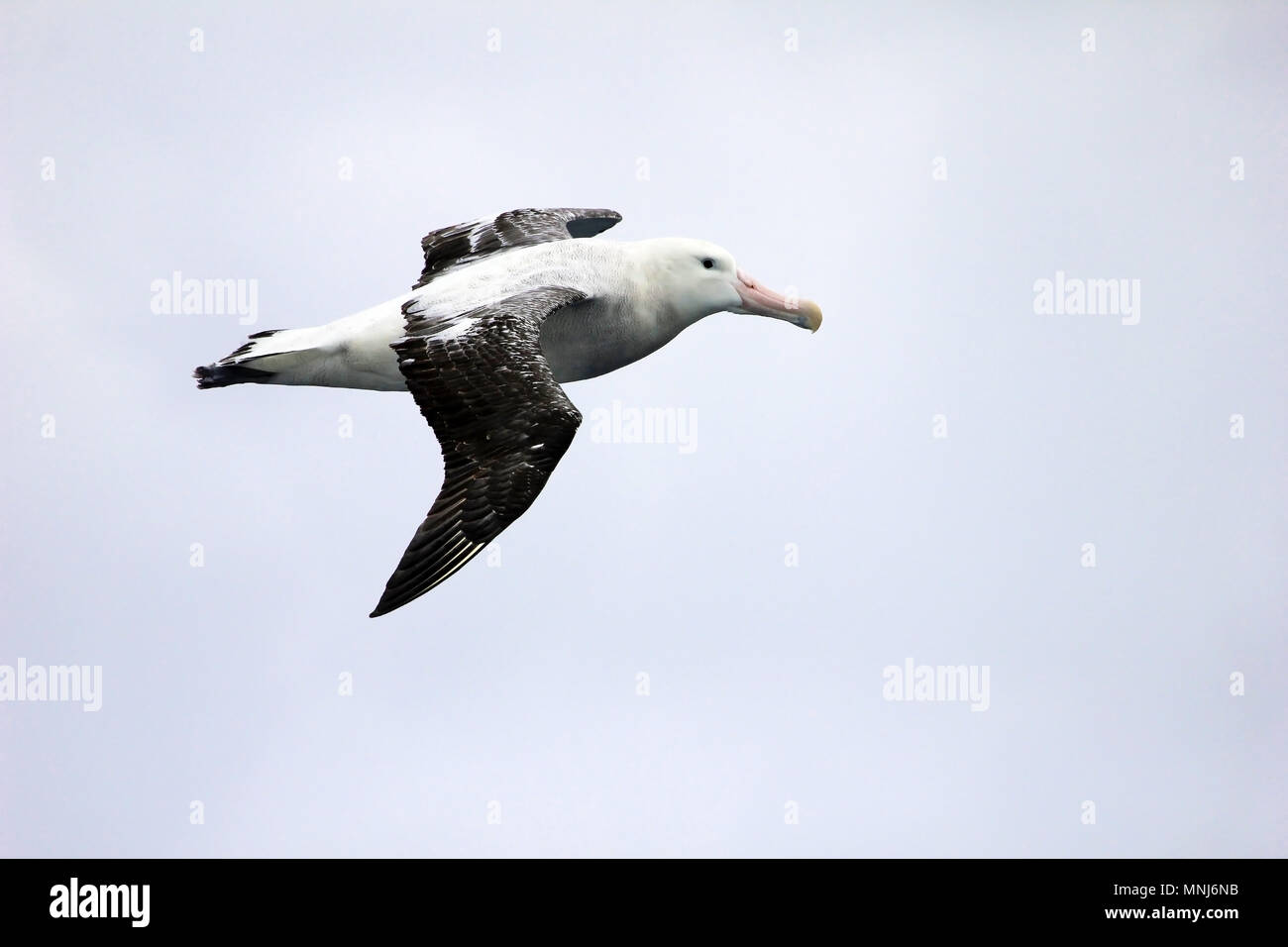 Flying Wandering Albatross, Snowy Albatross, White-Winged Albatross or ...