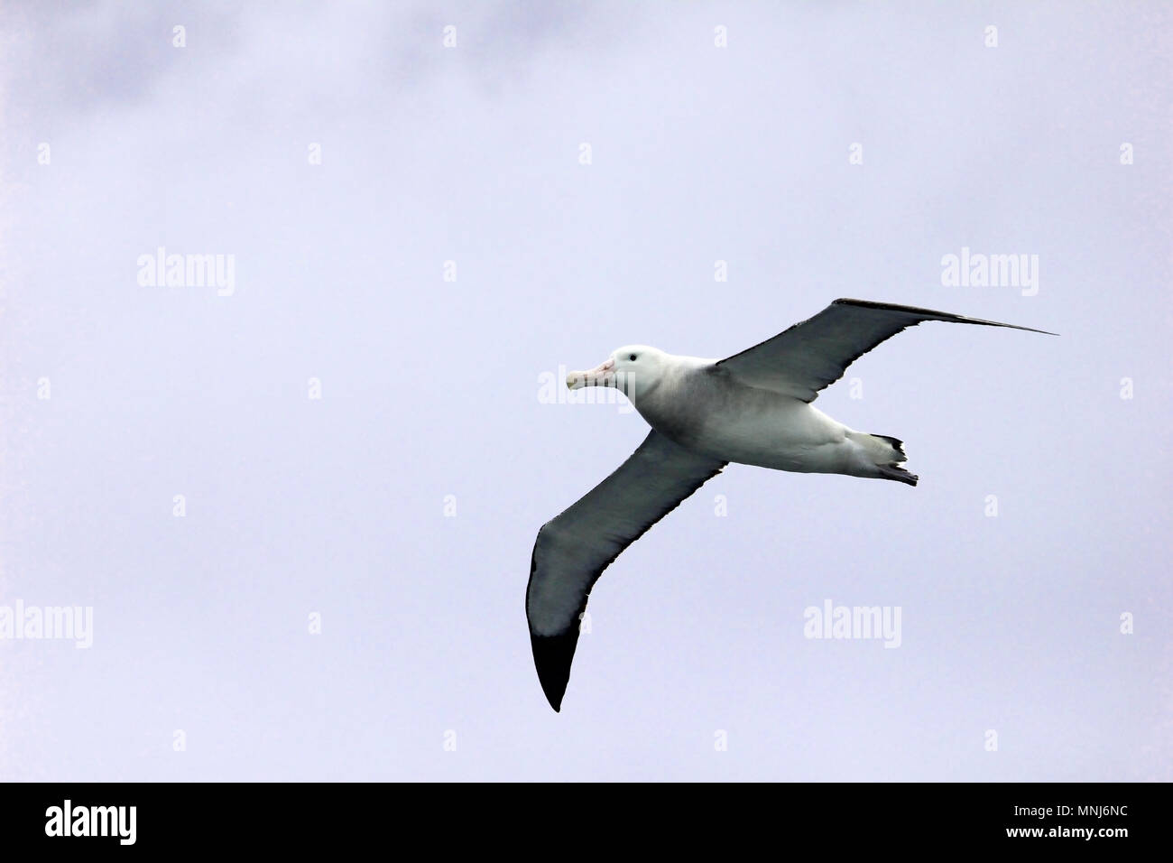 Flying Wandering Albatross, Snowy Albatross, White-Winged Albatross or ...