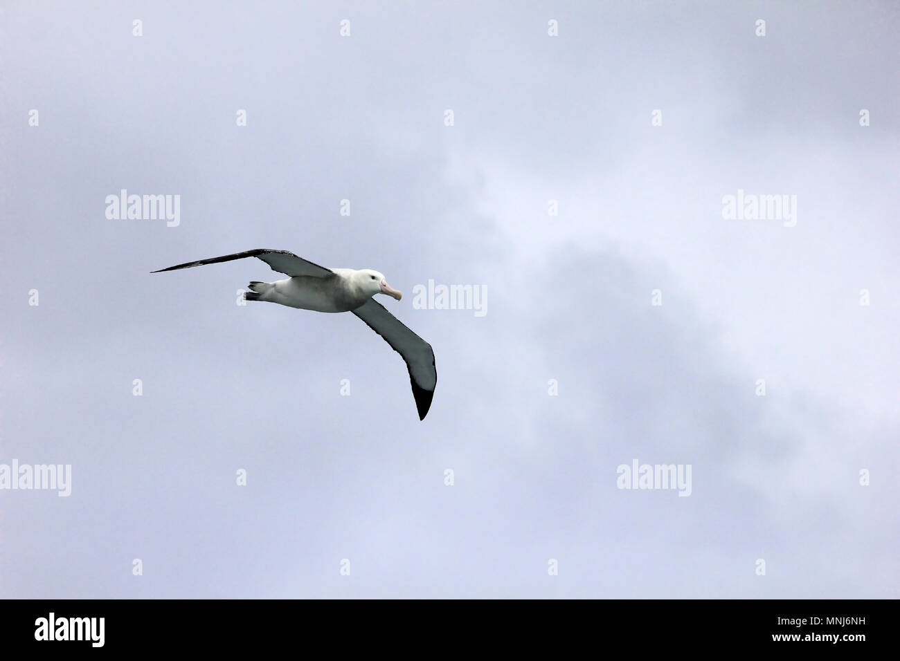 Flying Wandering Albatross, Snowy Albatross, White-Winged Albatross or ...