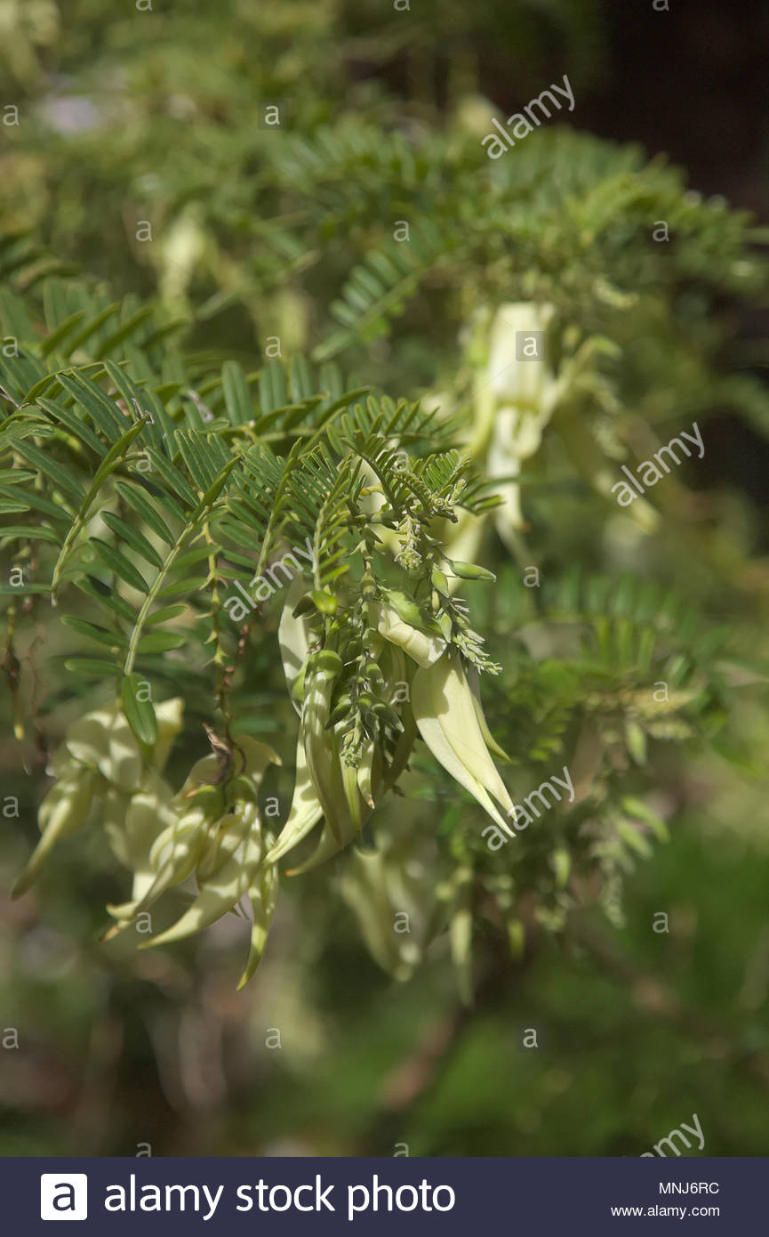 Claw Flower Stock Photos & Claw Flower Stock Images - Alamy
