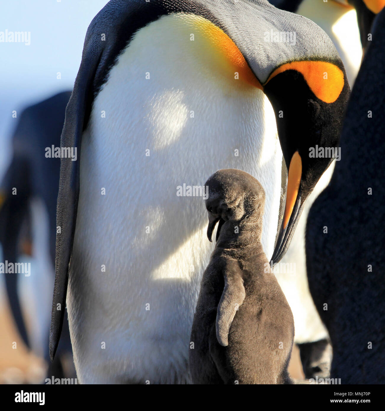 King penguins with chick, aptenodytes patagonicus, Saunders, Falkland ...