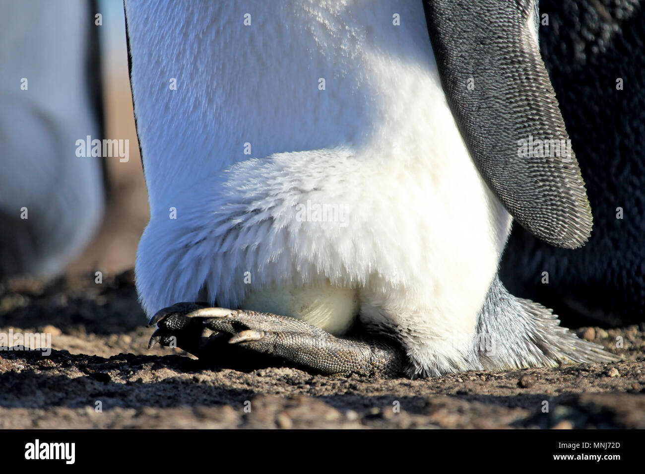 Penguin king egg hi-res stock photography and images - Alamy