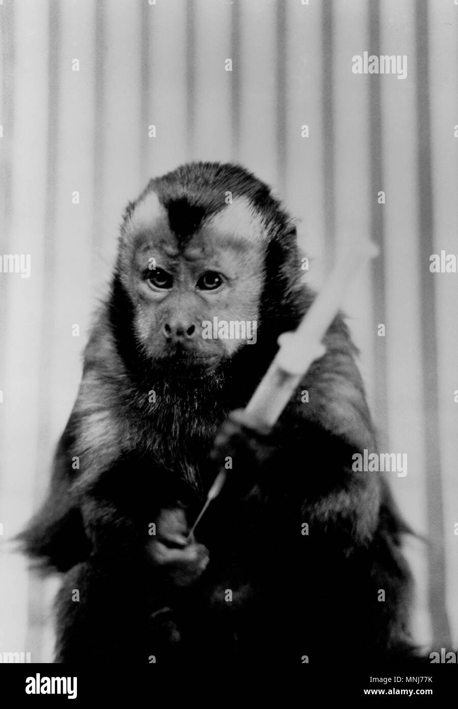 Affe Amerika High Resolution Stock Photography and Images - Alamy