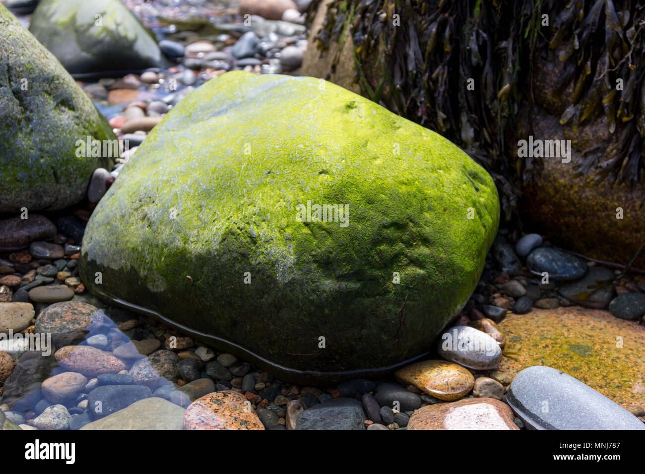 A green rock surrounded by a bunch of smooth stones in shallow water ...