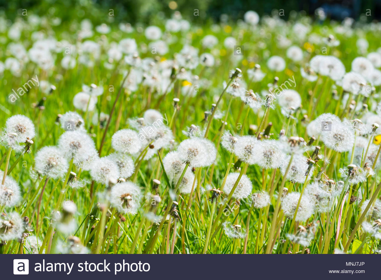Dandelion Seed Heads Stock Photos & Dandelion Seed Heads Stock Images ...