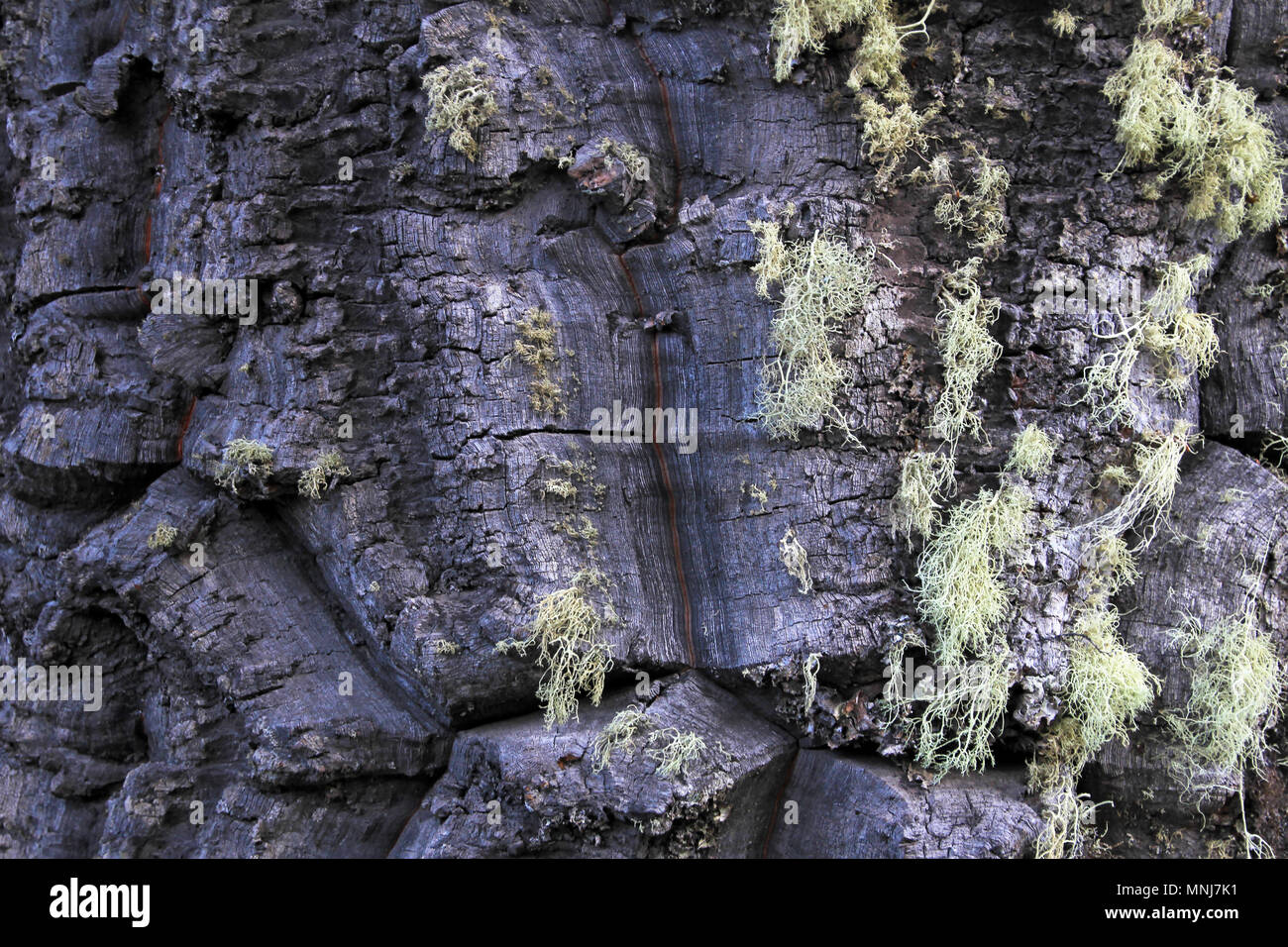 Green lichen on bark of monkey-puzzle tree, Patagonia, Chile, South ...