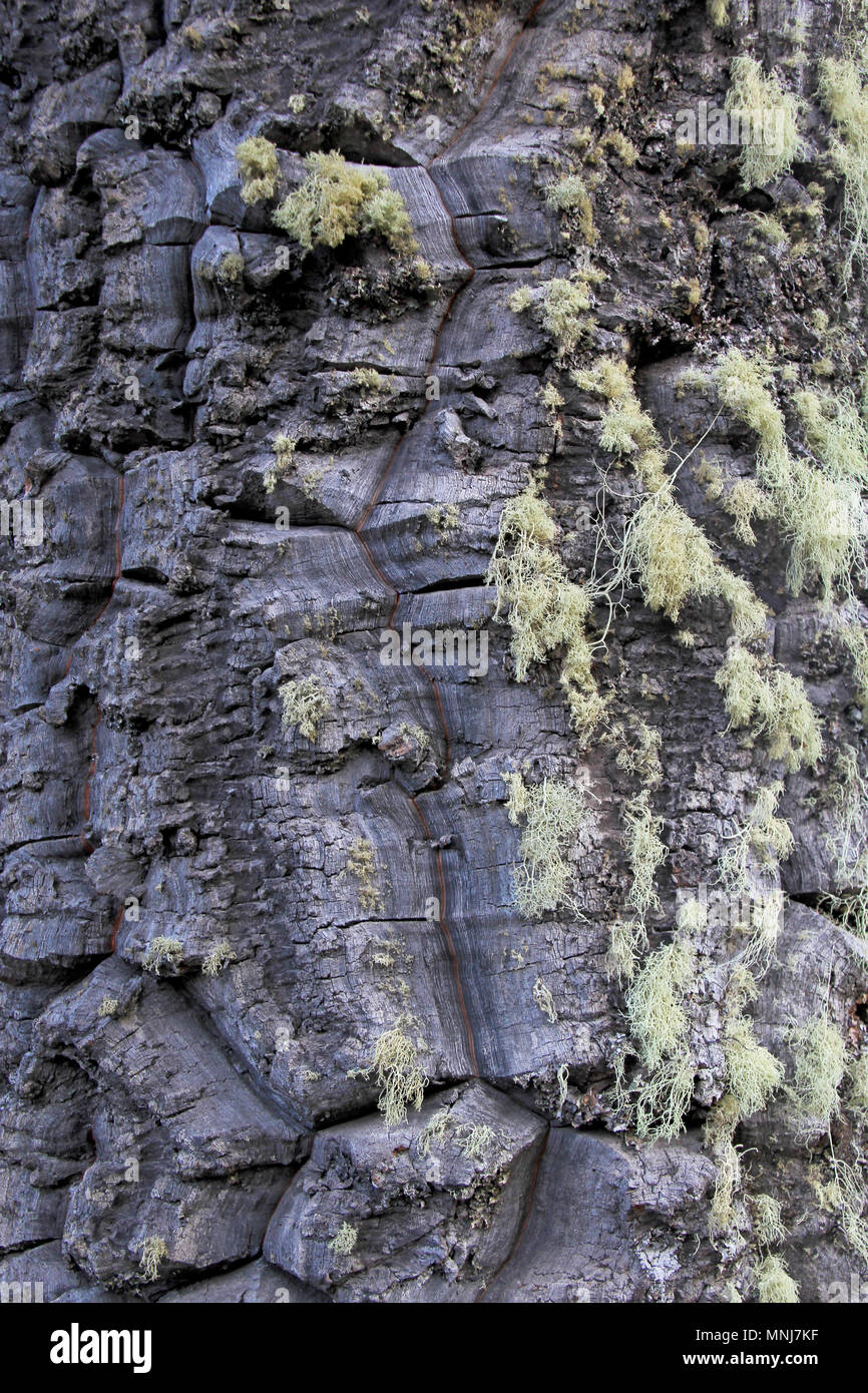 Green lichen on bark of monkey-puzzle tree, Patagonia, Chile, South ...