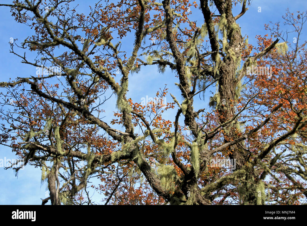 Lichen woodland taiga hi-res stock photography and images - Alamy