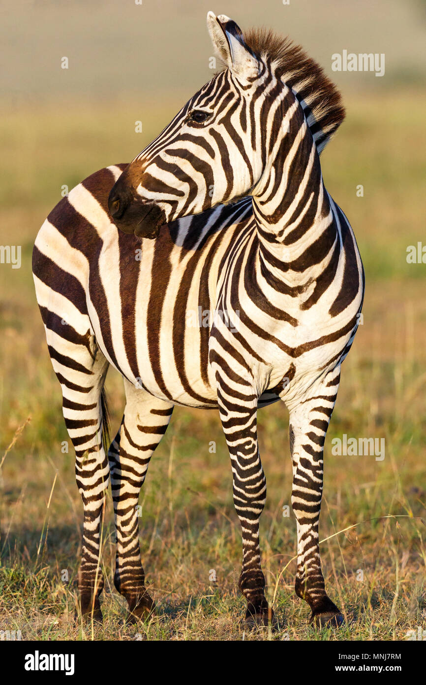 Zebra looking back hi-res stock photography and images - Alamy
