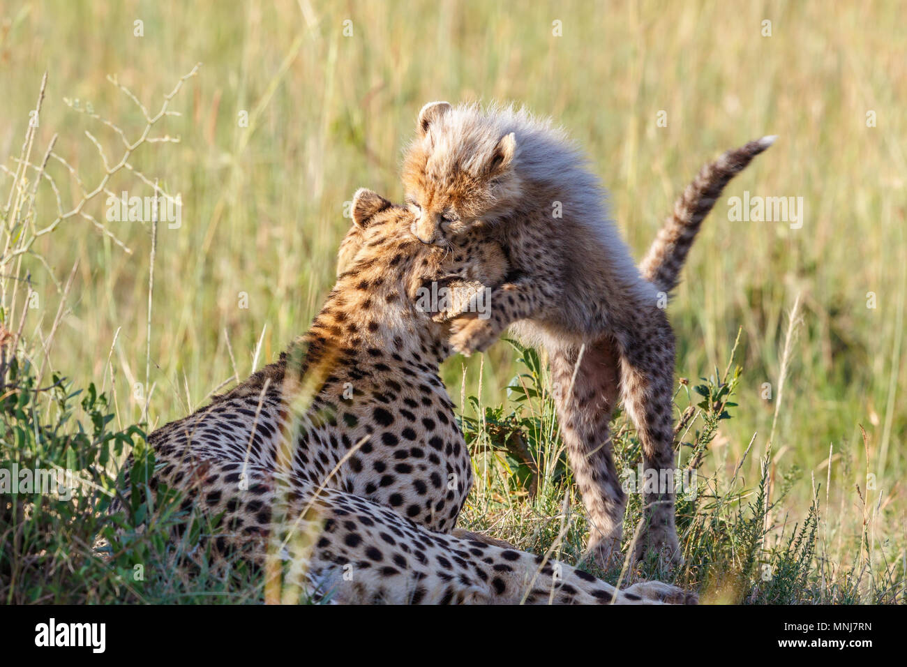 Cheetah mother with a playful cub Stock Photo - Alamy