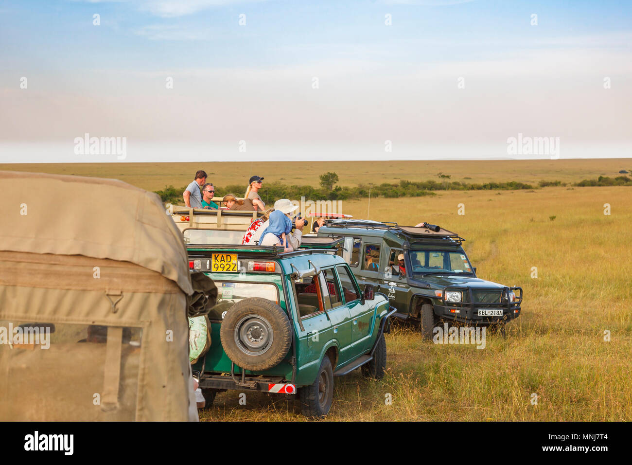Safari cars with tourists watching the wildlife on the savannah Stock ...