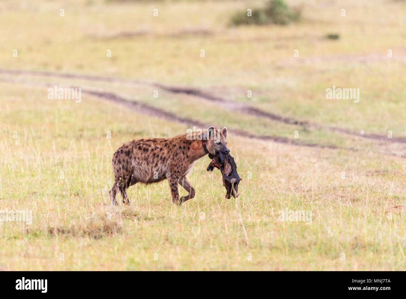 Hyena with tracking collar carrying an animal prey Stock Photo - Alamy