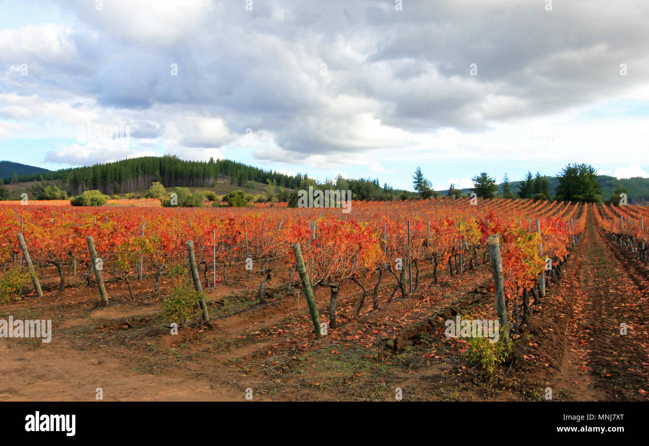 Chile Wine High Resolution Stock Photography and Images - Alamy