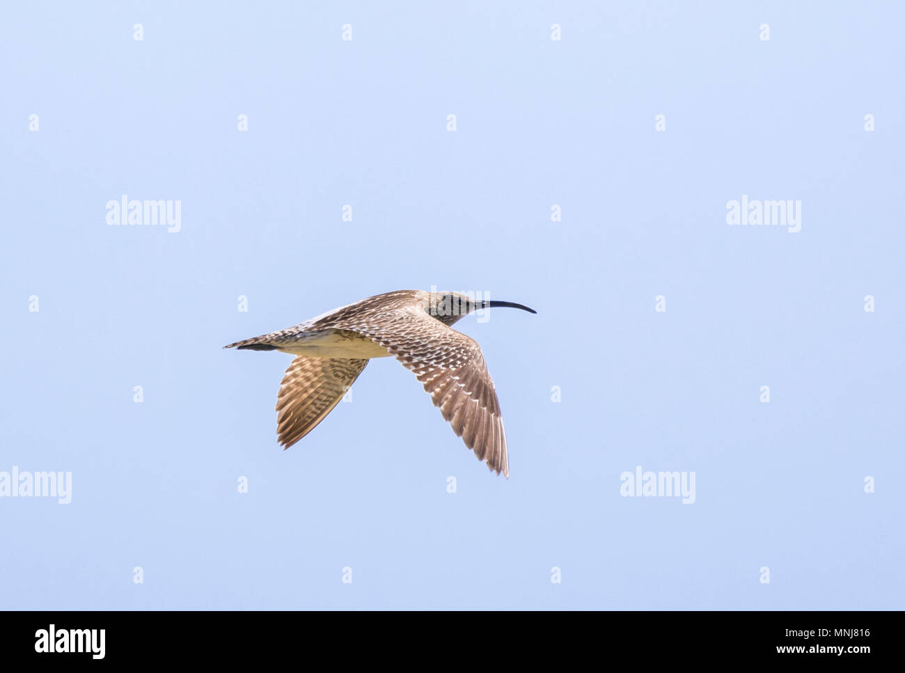 Numenius phaeopus in spring hi-res stock photography and images - Alamy