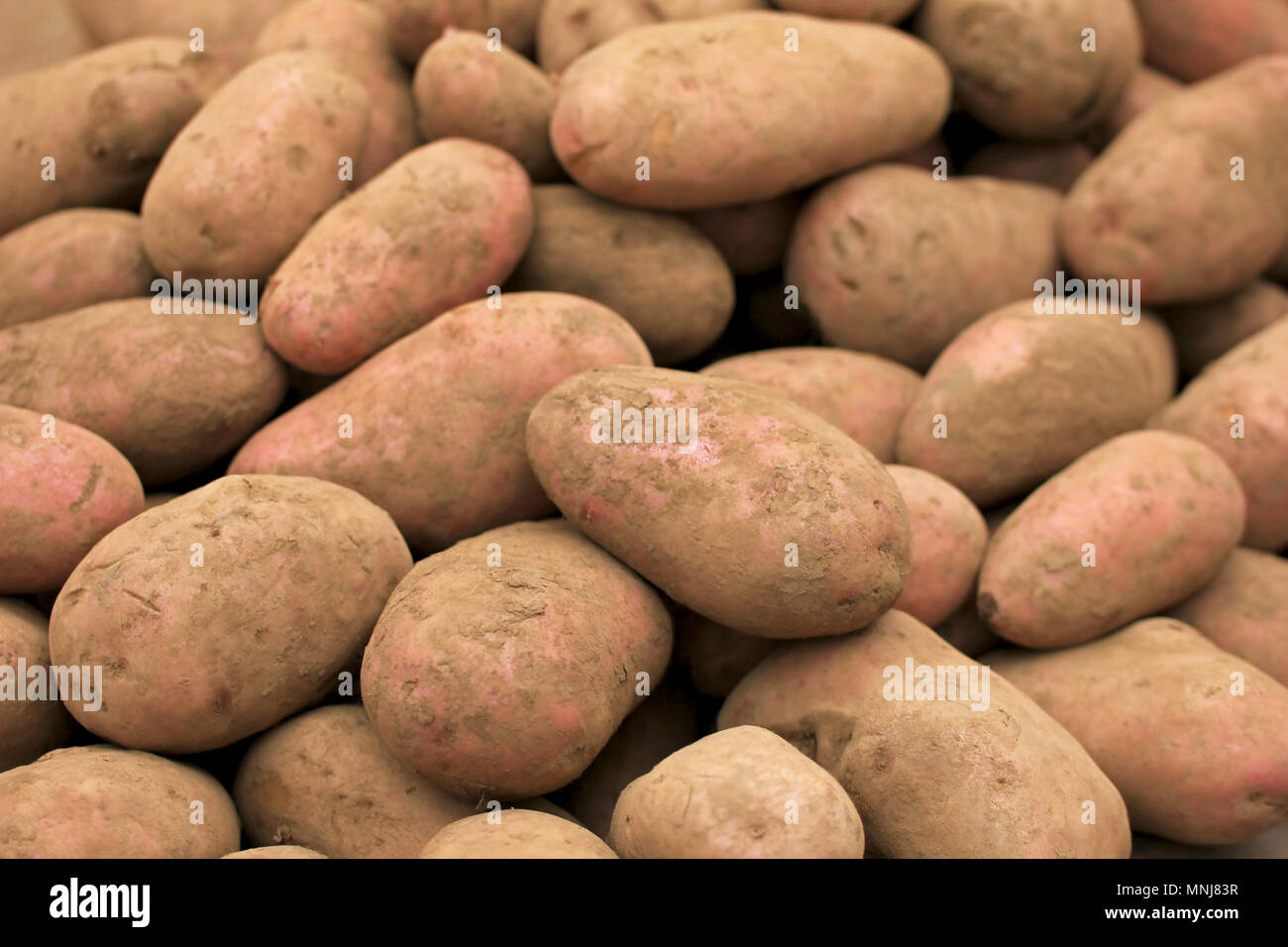 Potato farm chile hi-res stock photography and images - Alamy