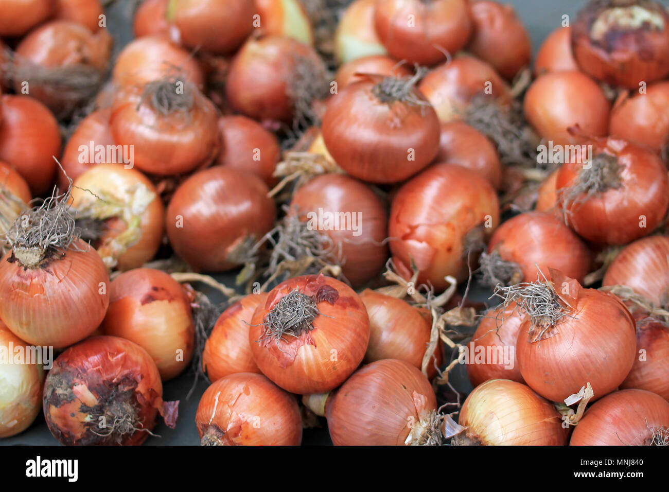 Sweet onion america hi-res stock photography and images - Alamy