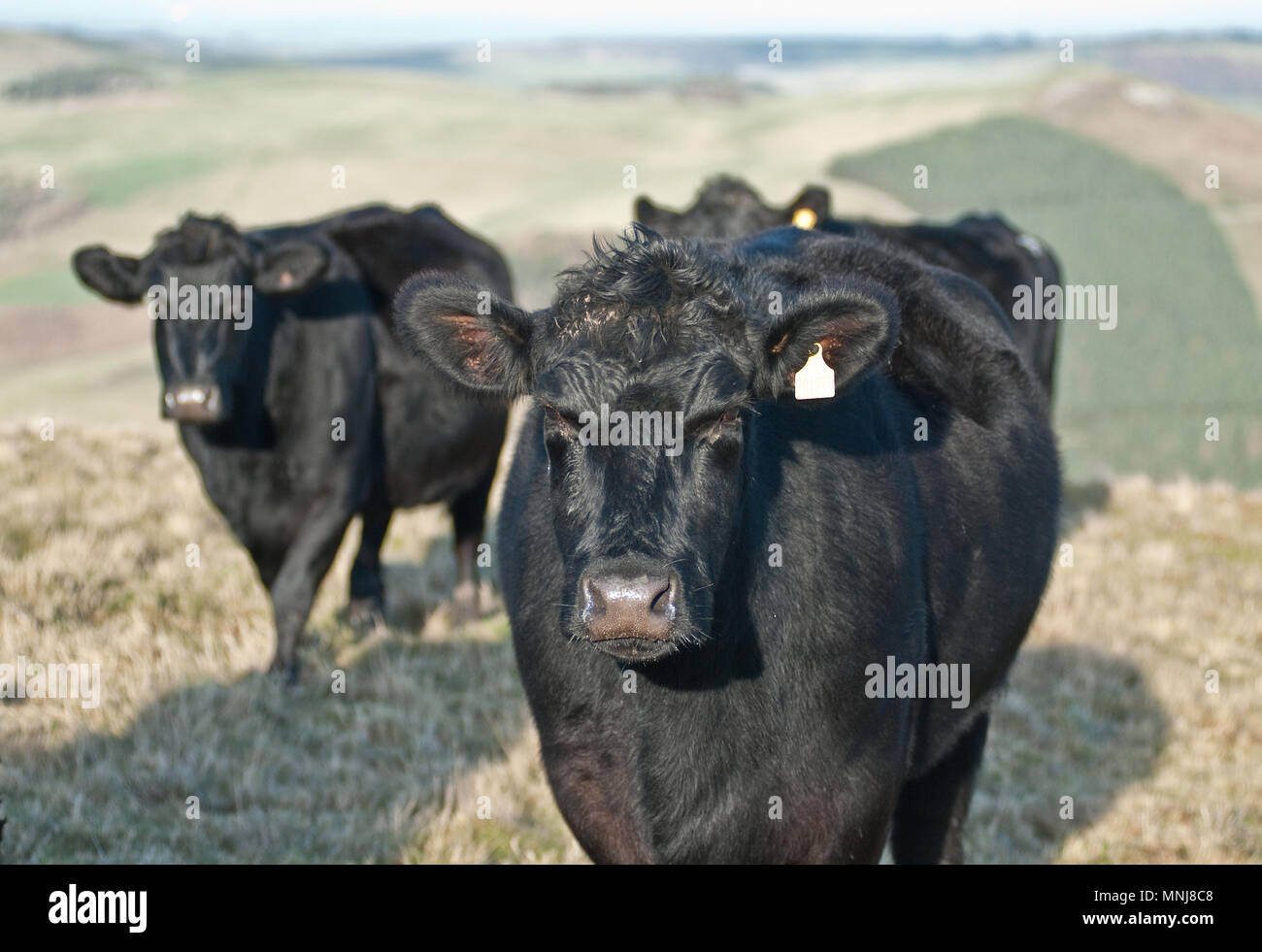 Aberdeen Angus cows on the Scottish Border with England near St ...