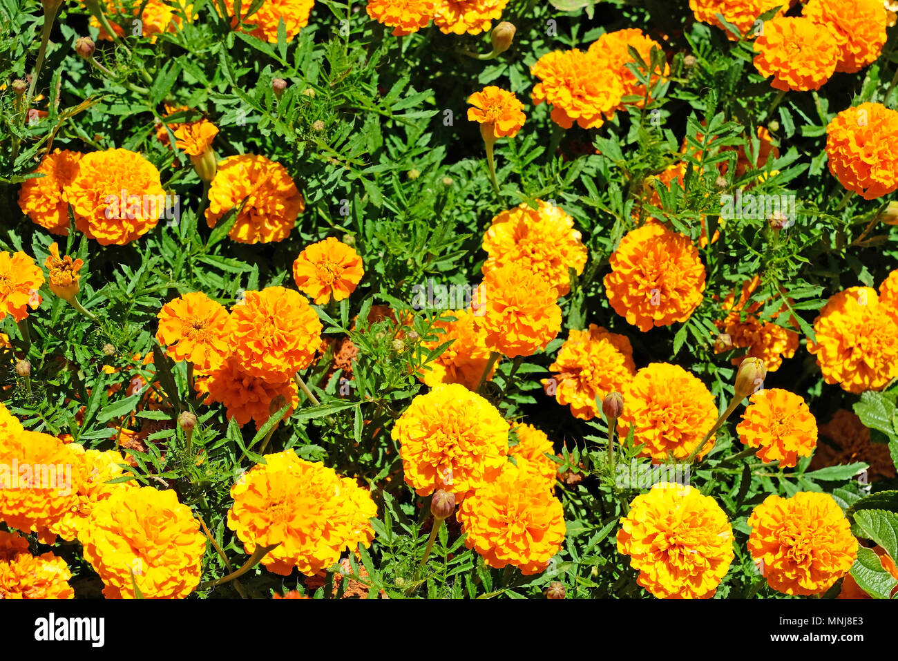 Marigold island hi-res stock photography and images - Alamy