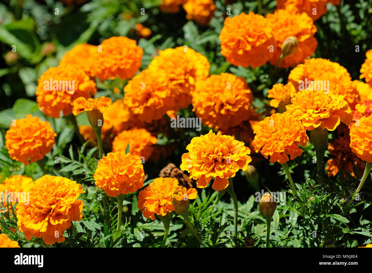 Marigold island hi-res stock photography and images - Alamy