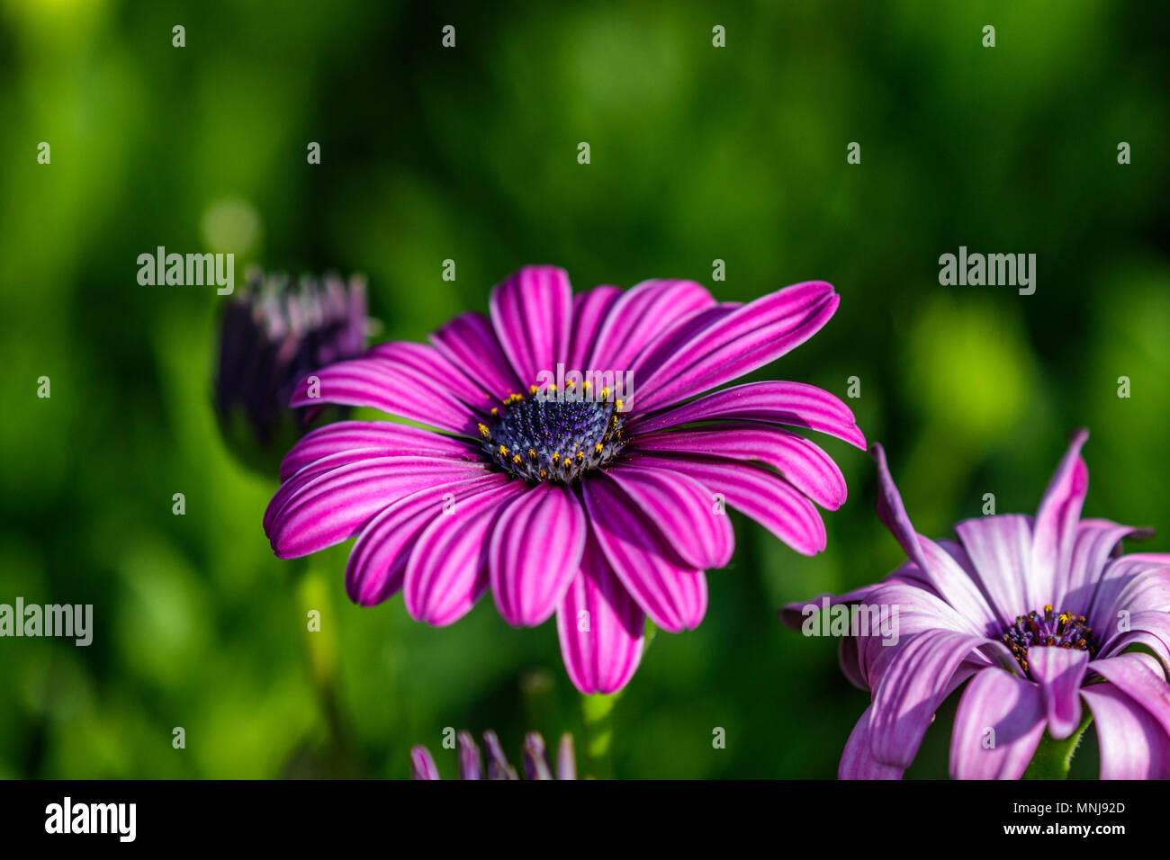 Purple sunflower hi-res stock photography and images - Alamy