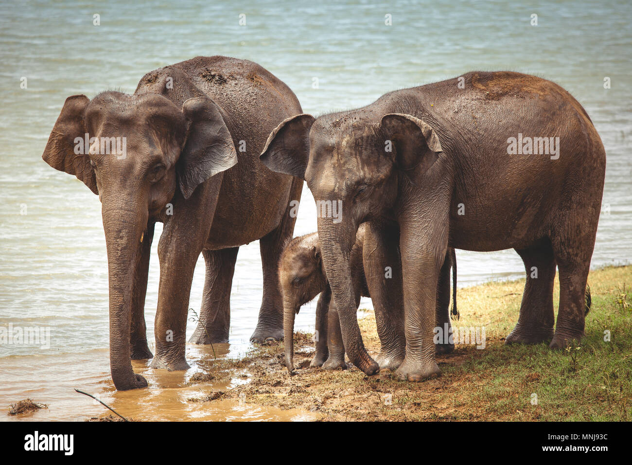 Asian Elephant Family