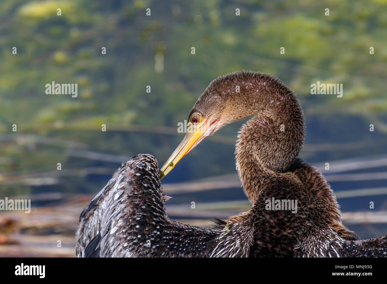 Anhinga swimming hi-res stock photography and images - Alamy