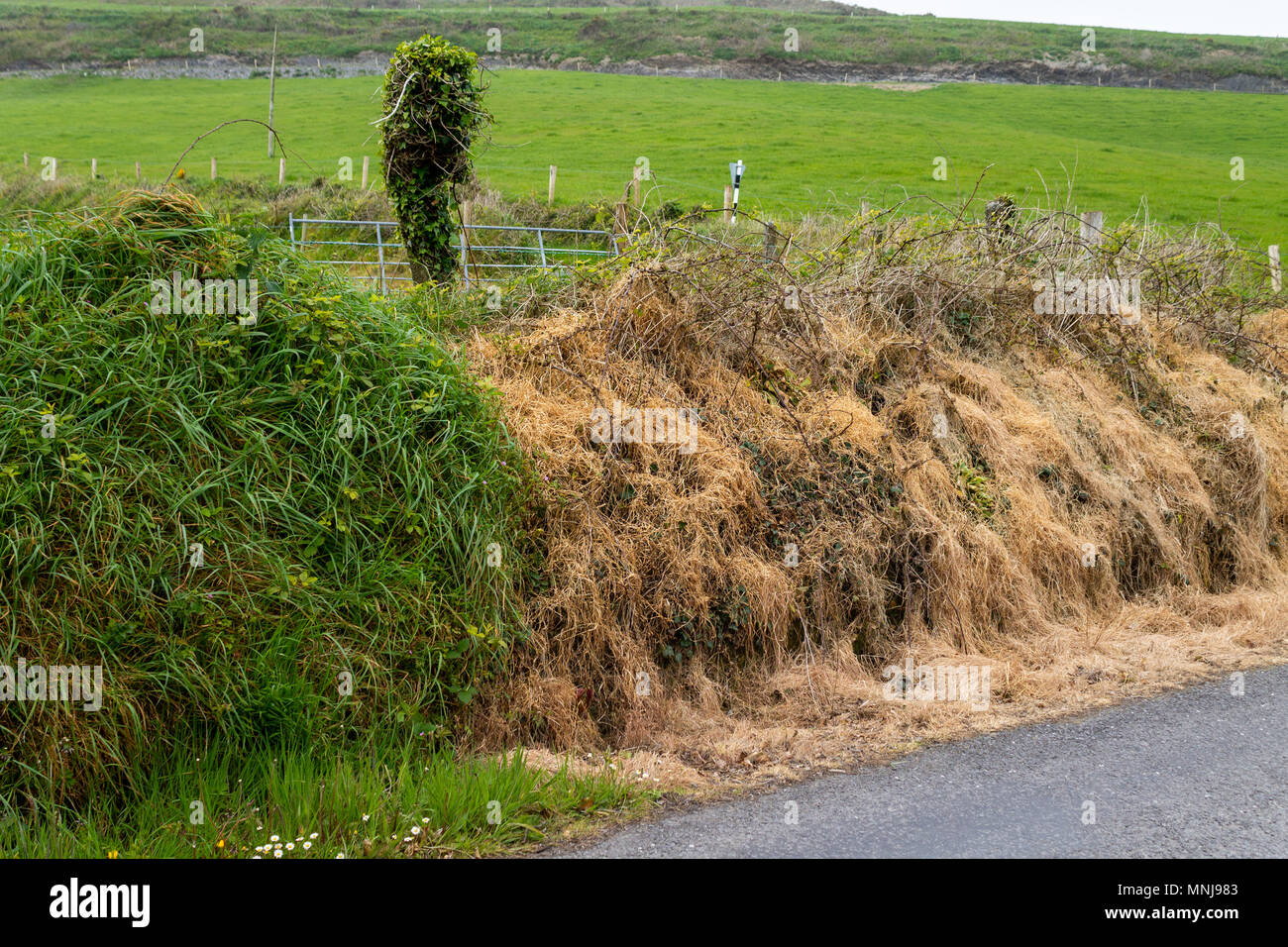 Grass verge with dead plants hi-res stock photography and images - Alamy
