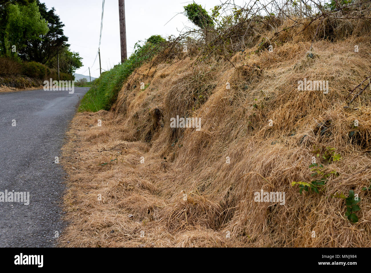 Dead vegetation hi-res stock photography and images - Alamy