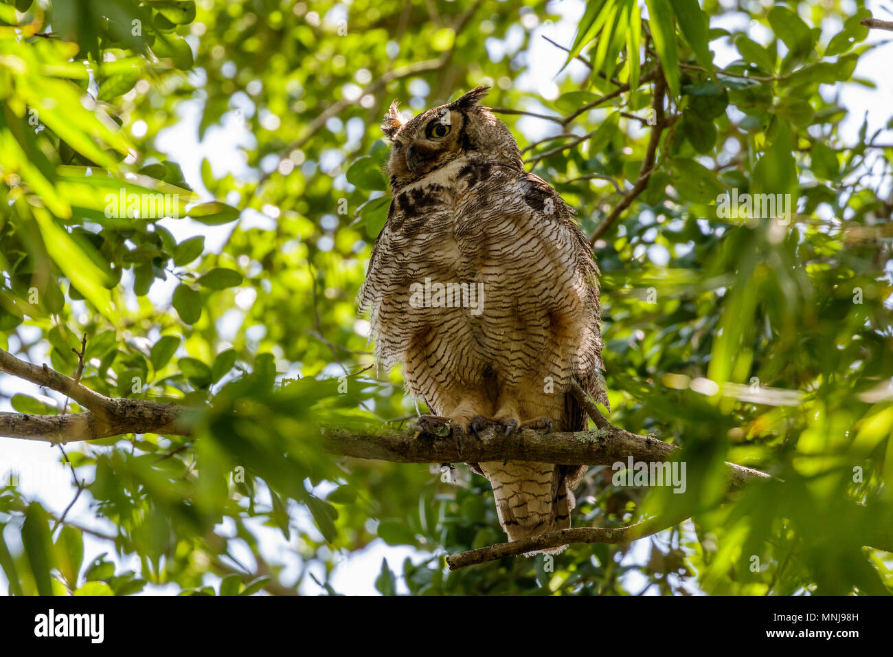 Owl in tree daytime day Stock Photo - Alamy