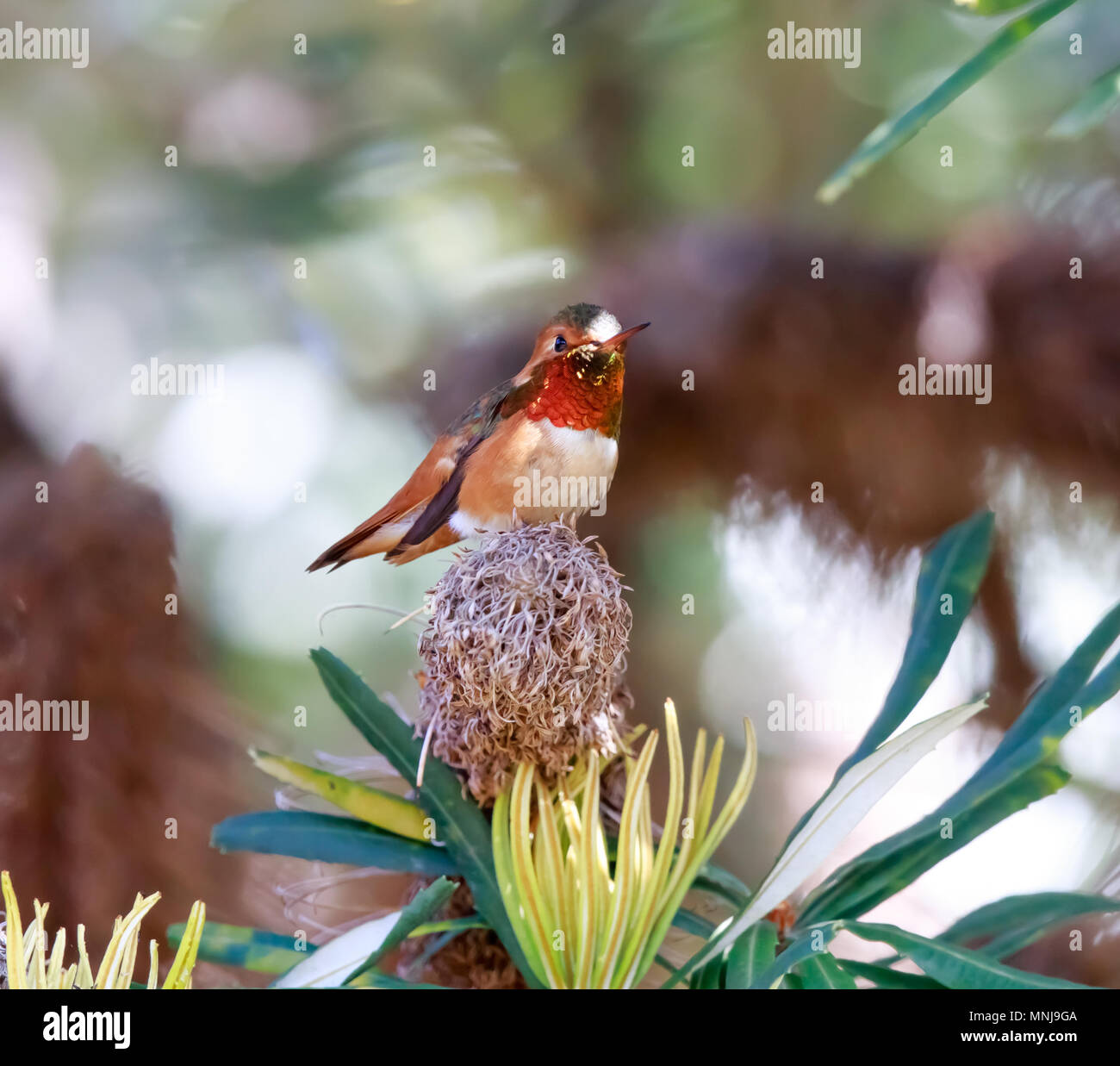 Humming bird pollination hi-res stock photography and images - Alamy