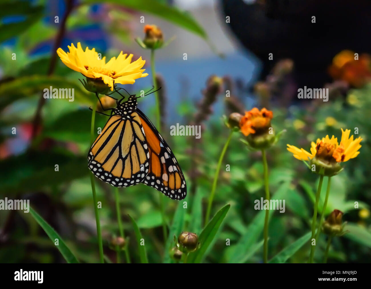 monarch butterfly on flowers Stock Photo - Alamy