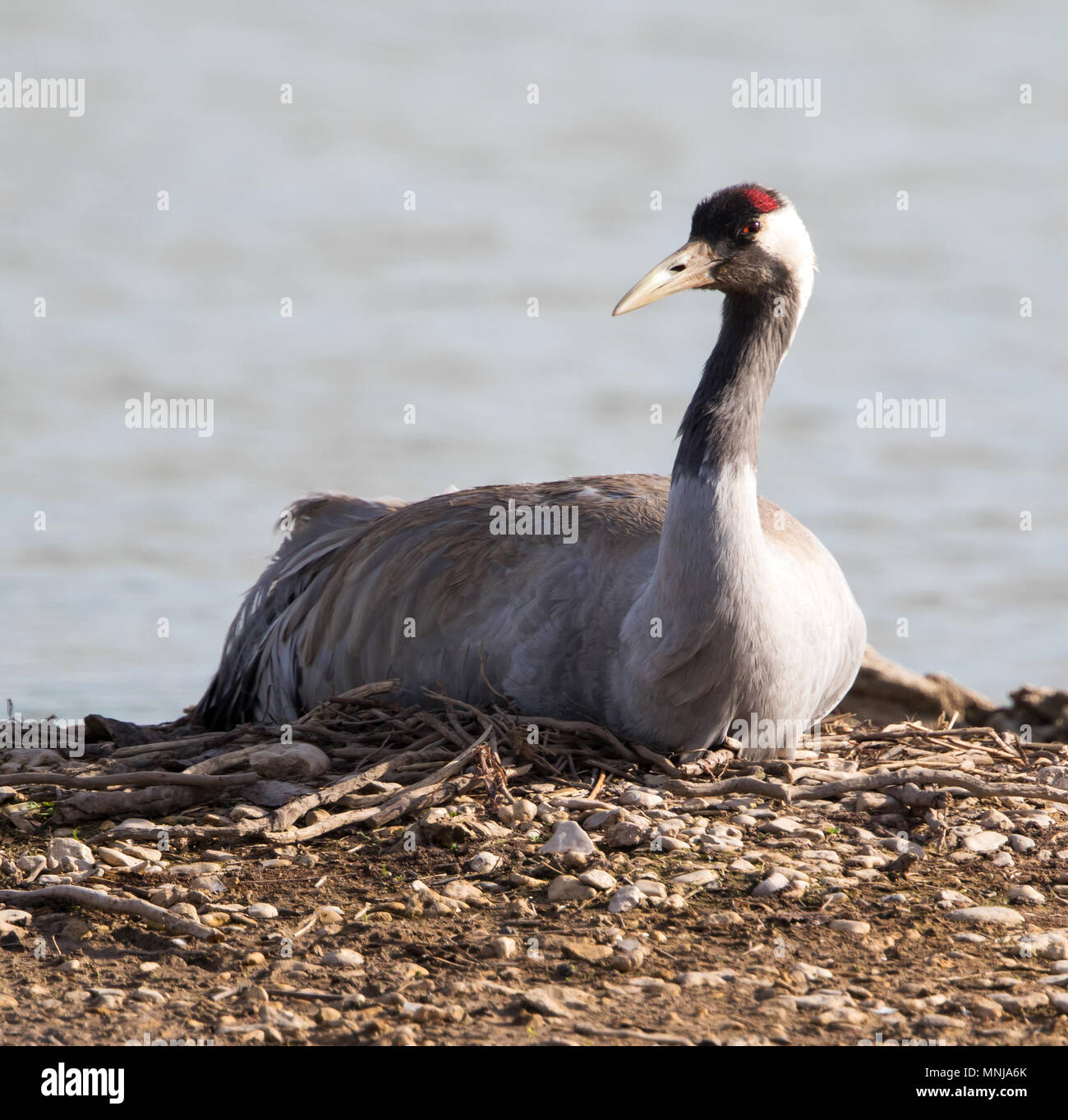 Crane from Great Crane Project sitting on eggs in nest at Slimbridge ...