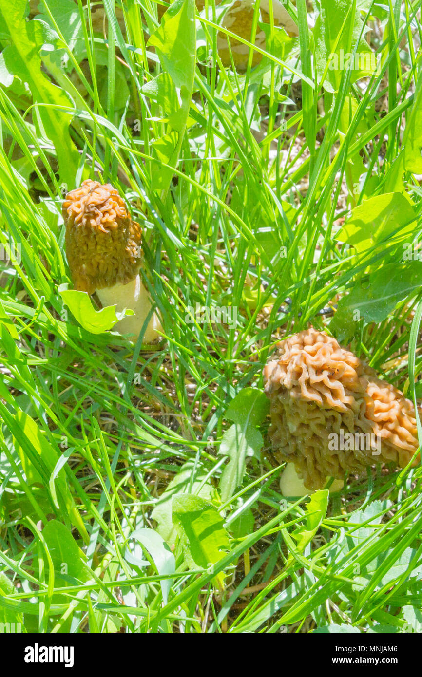 Mushrooms morels grow in the forest on the green grass Stock Photo - Alamy