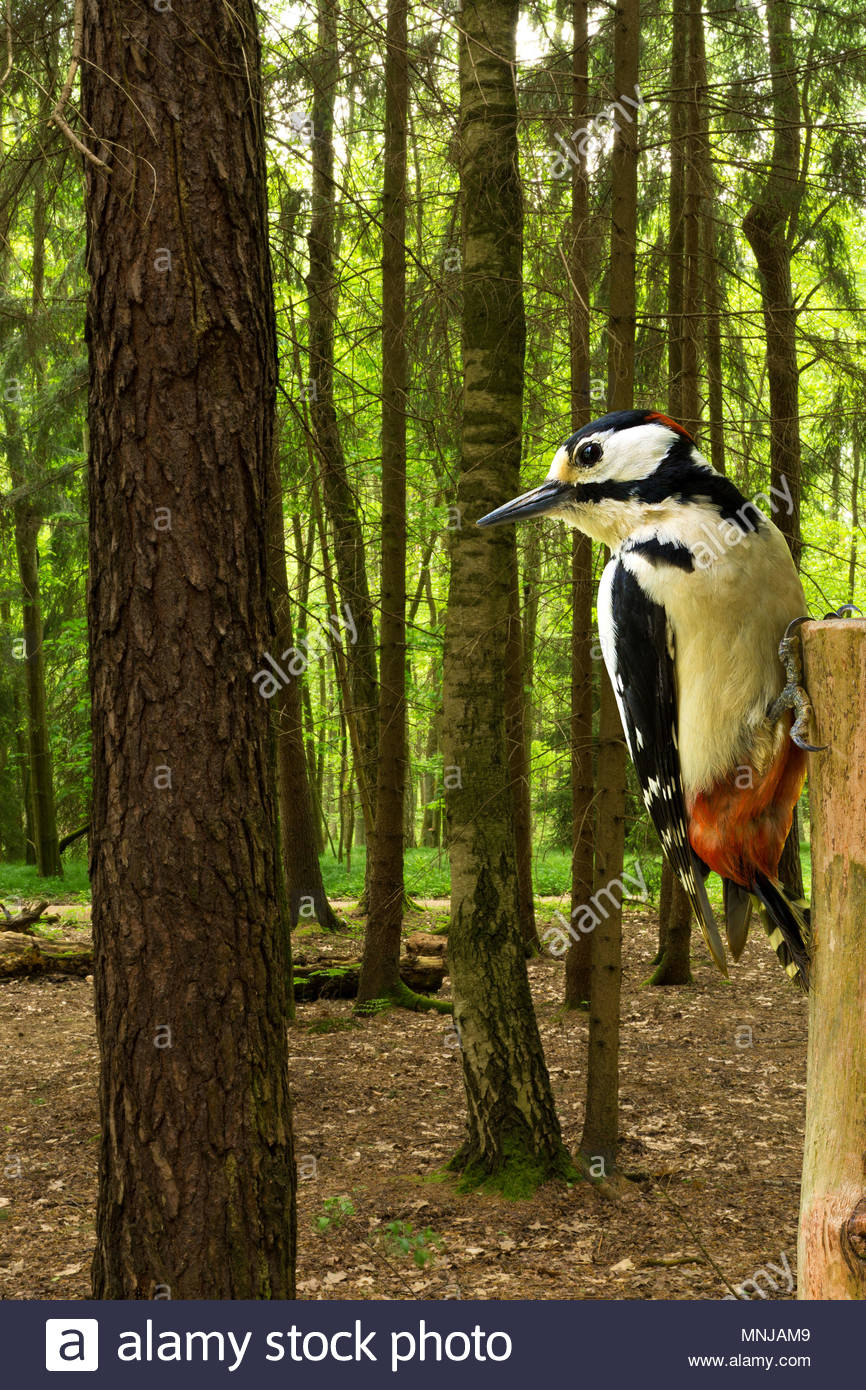 Woodpecker Pecking Wood Stock Photos & Woodpecker Pecking Wood Stock ...