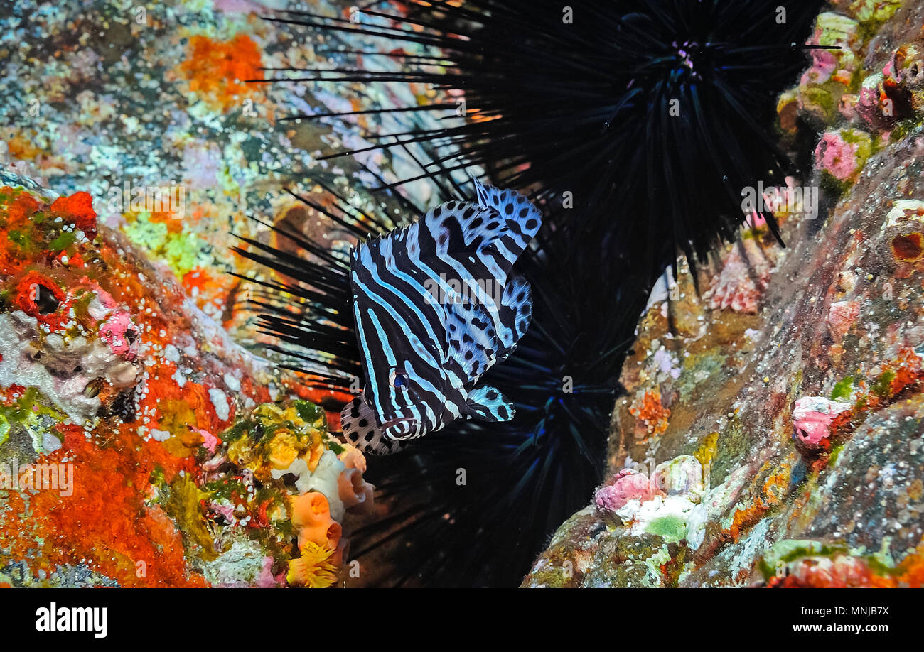 young leatherbass, Dermatolepis dermatolepis, hiding among venomous sea ...
