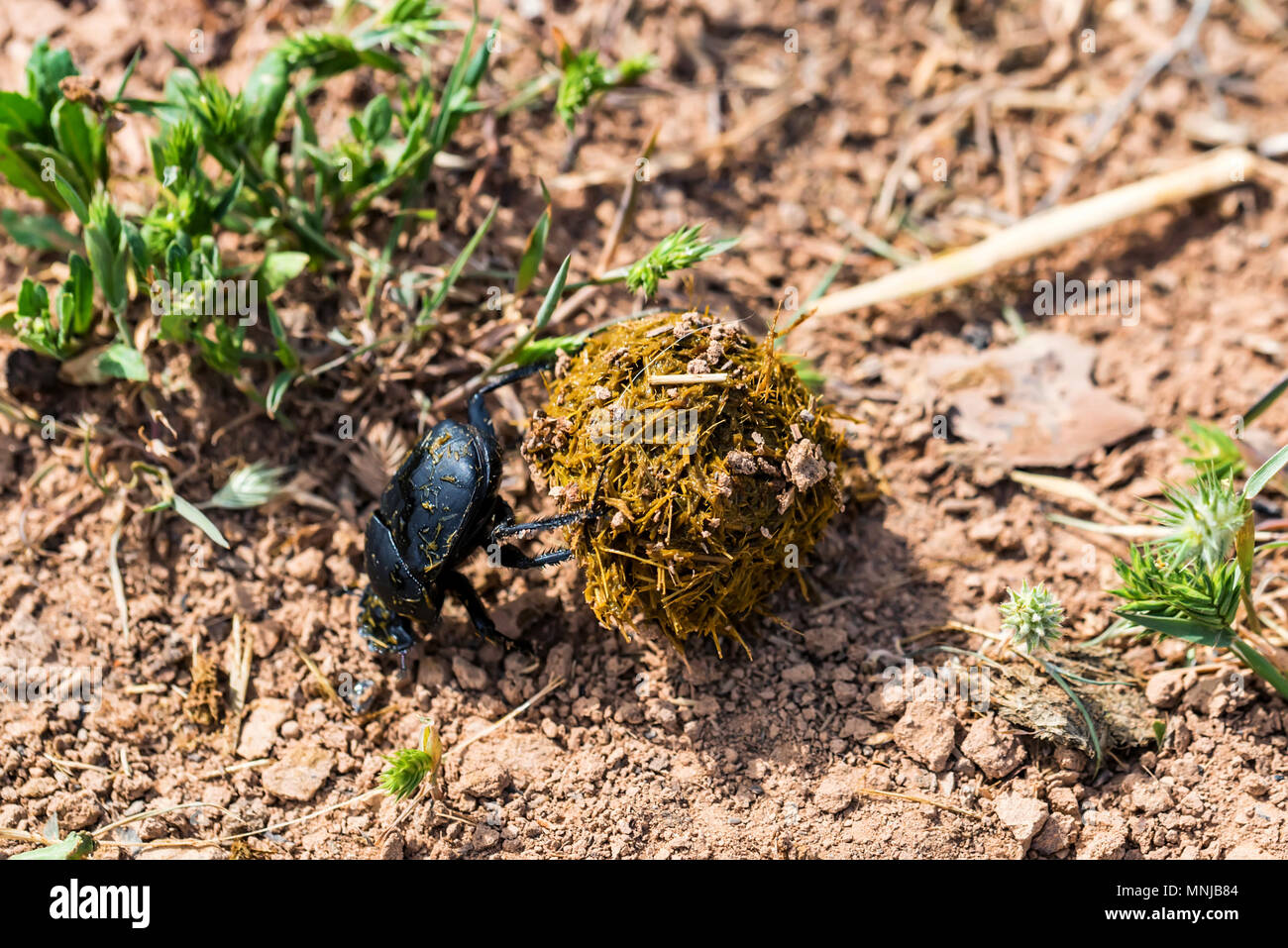 Single Scarabaeus sacer of Sacred Scarab on ground Stock Photo - Alamy