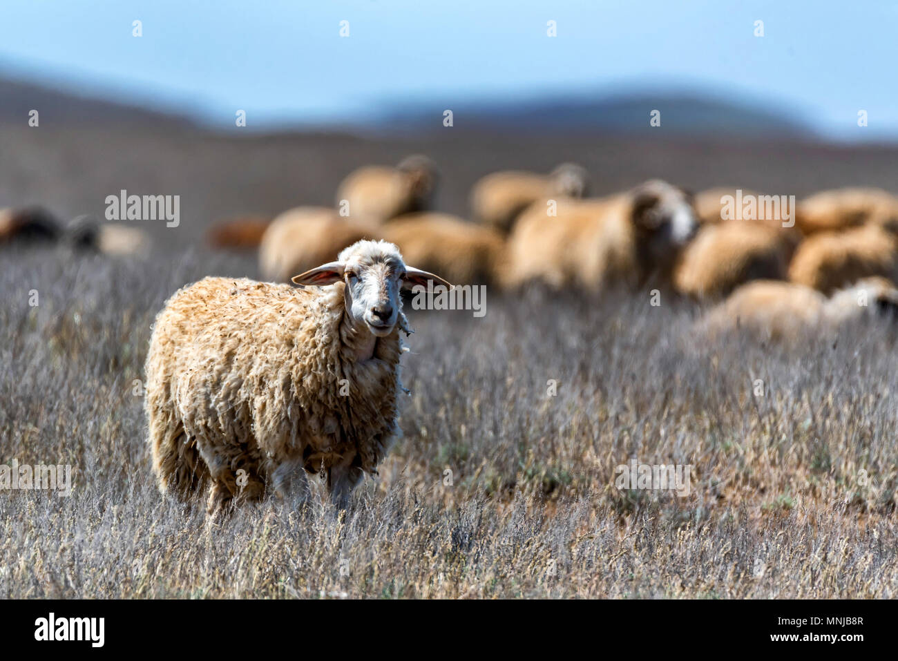 Pampas steppe hi-res stock photography and images - Alamy
