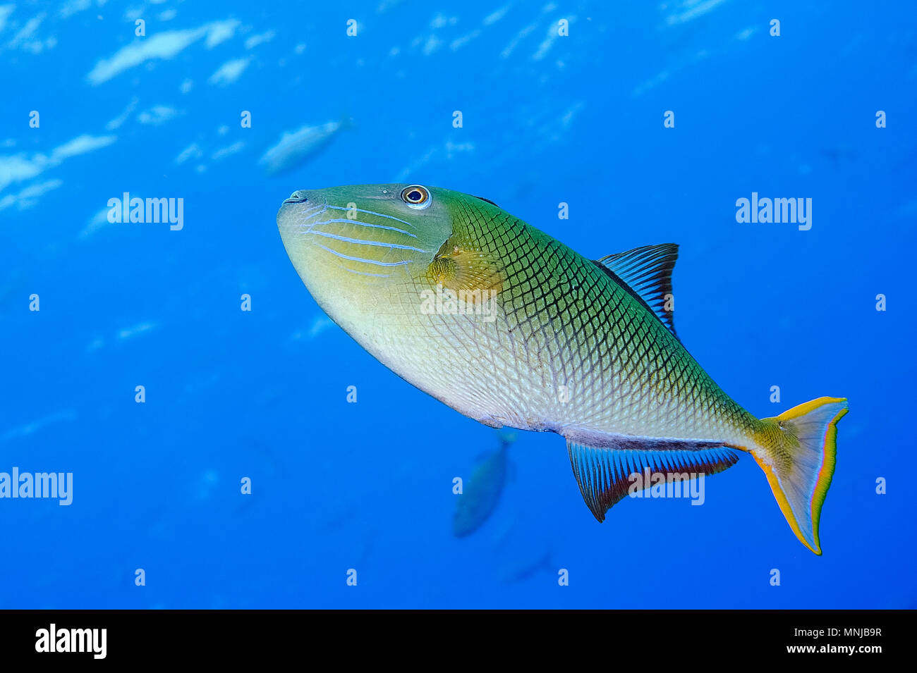 redtail triggerfish, blue-throat triggerfish, crosshatch triggerfish ...