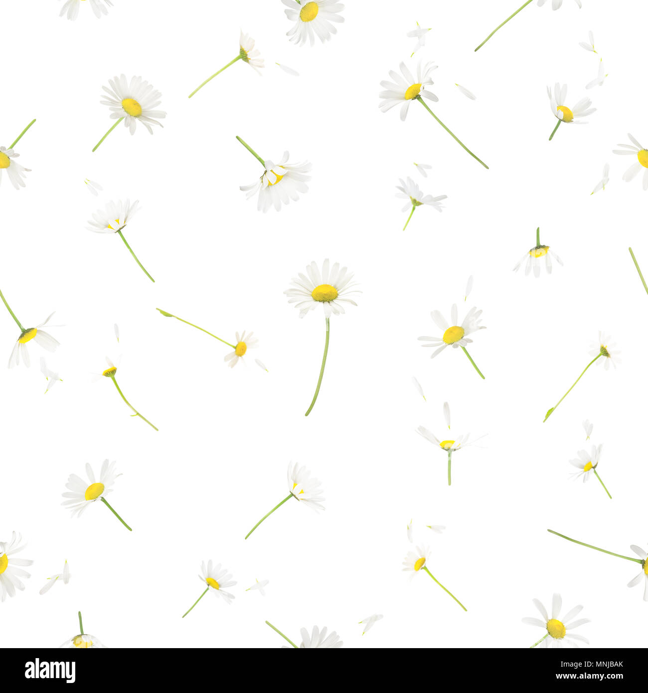 Repeatable background of 22 different studio photographed, flying daisy ...