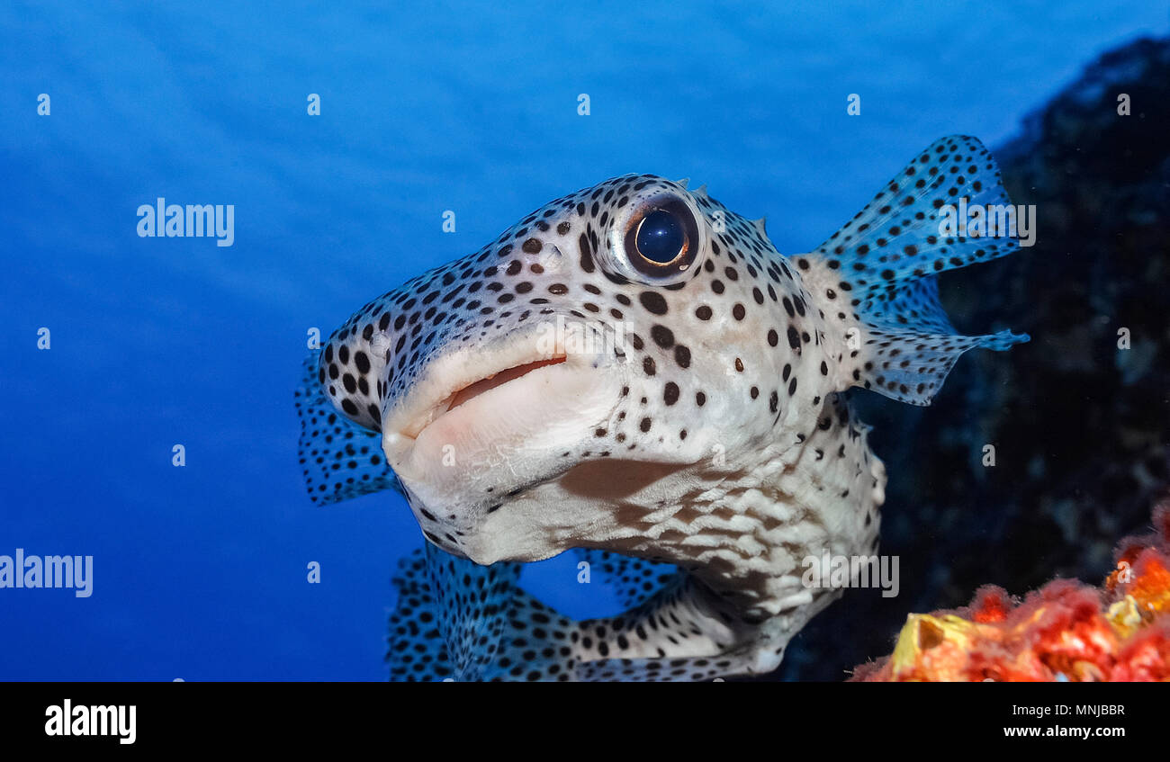 spot-fin porcupinefish, Diodon hystrix, Revillagigedo Islands, Roca ...