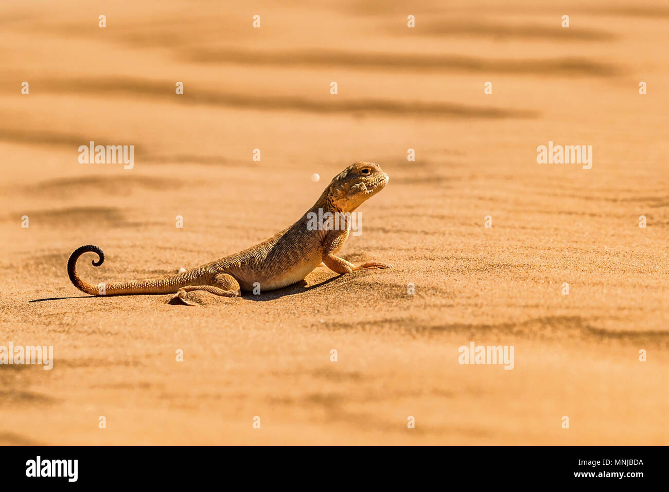 Spotted toad-headed Agama on sand close Stock Photo - Alamy