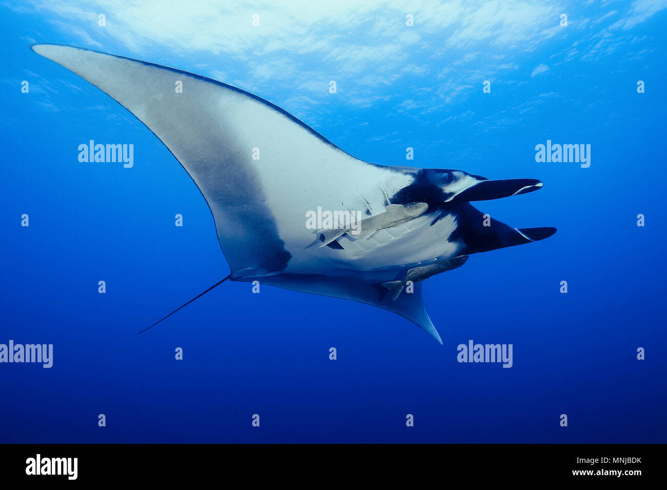 giant oceanic manta ray, Manta birostris, Revillagigedo Islands, San ...