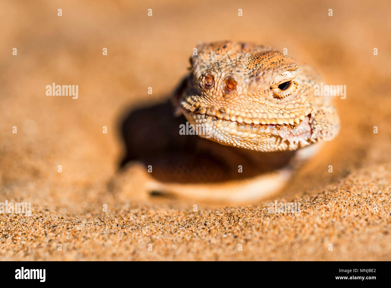 Spotted toad-headed Agama buried in sand close Stock Photo - Alamy