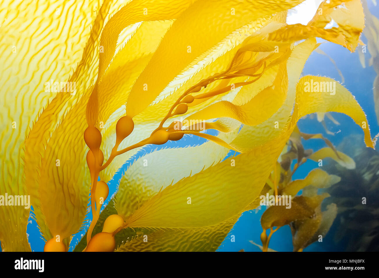 Giant Bladder Kelp High Resolution Stock Photography and Images - Alamy