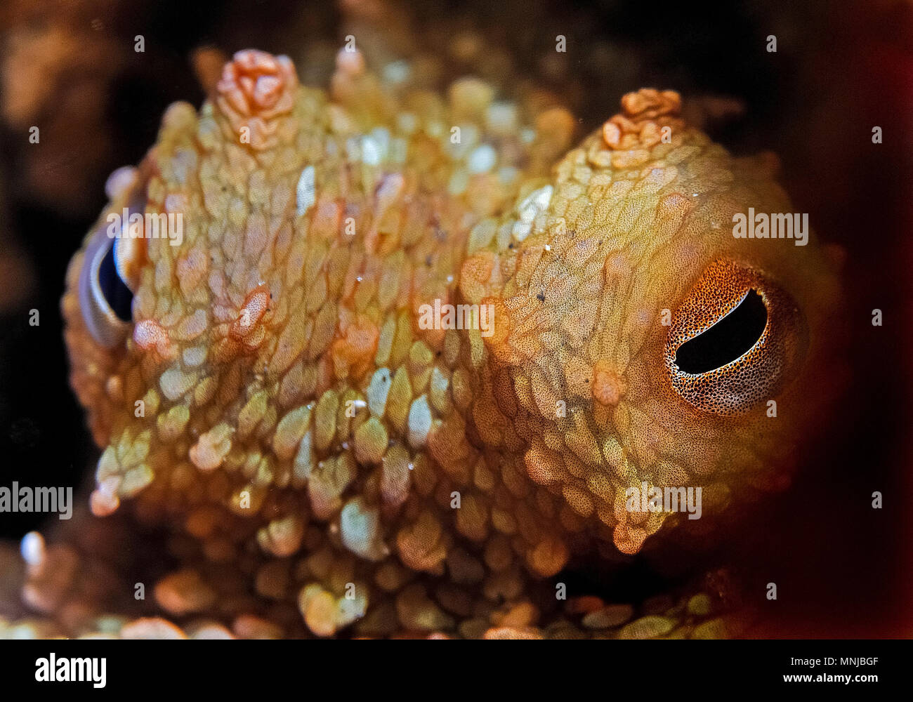 octopus, Octopus spp, eye, Anacapa Island, Channel Islands, Channel ...